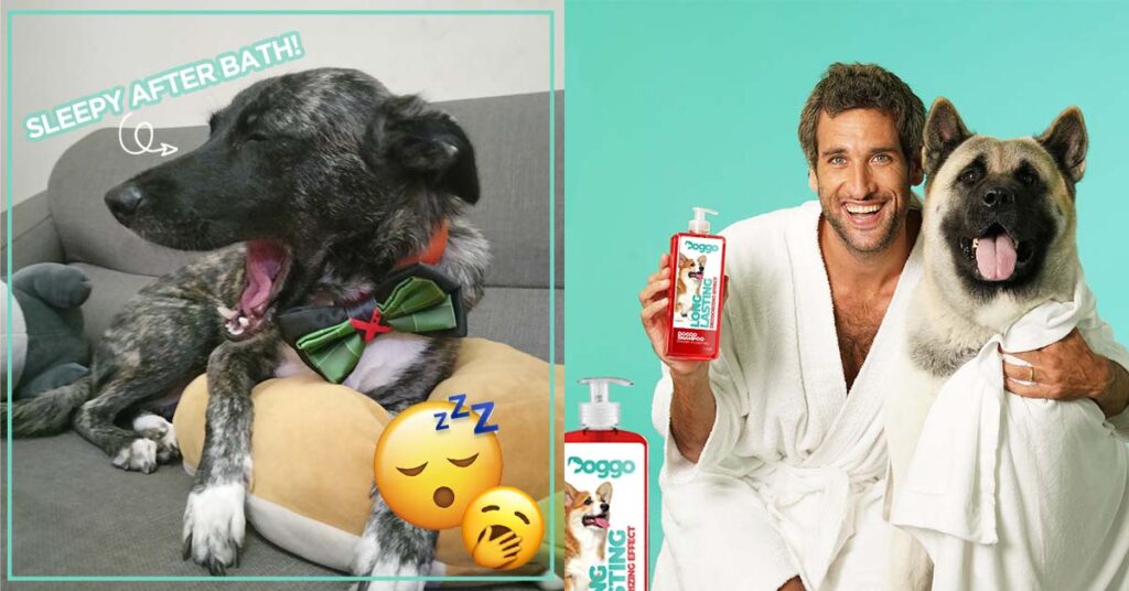 Must-try: Doggo dog care items that worked paw-fectly on my fur babies ...