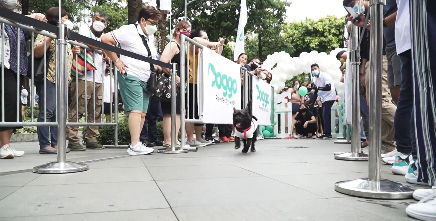 Here’s what happens when fur babies, fur-rents bond at a Doggo Pawty ...